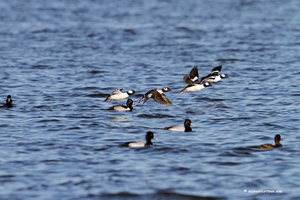 Bufflehead flying